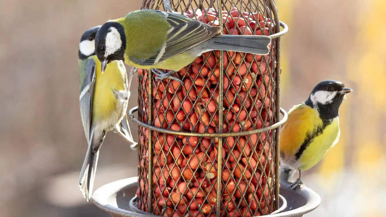 Wild Birds – Pinions Pet Foods